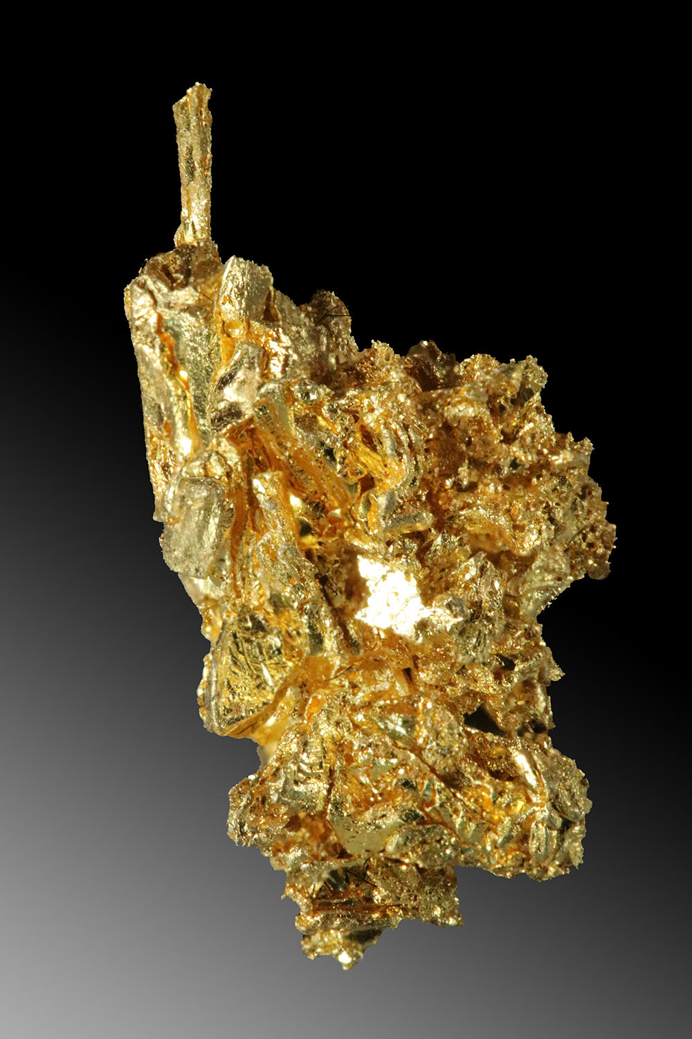 Gold Crystal Ubicaciondepersonas cdmx gob mx